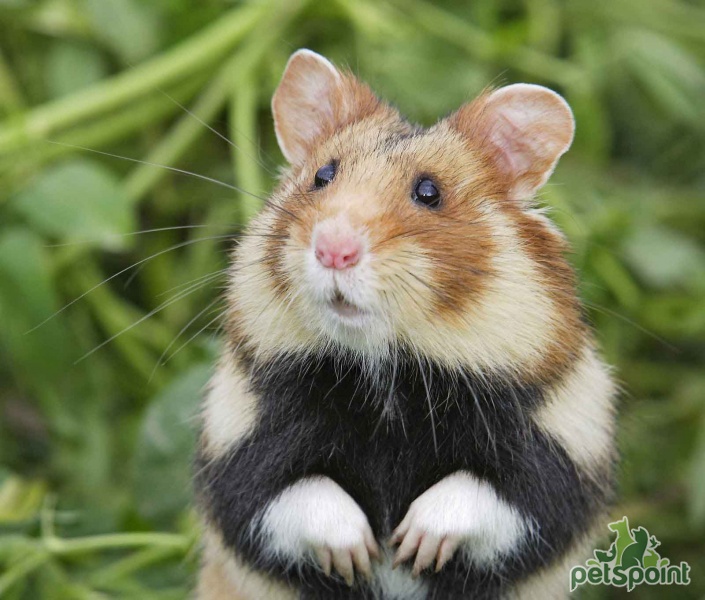 Grand Hamster d'Alsace : le Cricetus en voie de disparition | Mulhouse ...